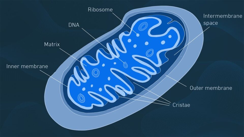 Mitochondria in the Brain: Made Easy Simplified Function with Life ...